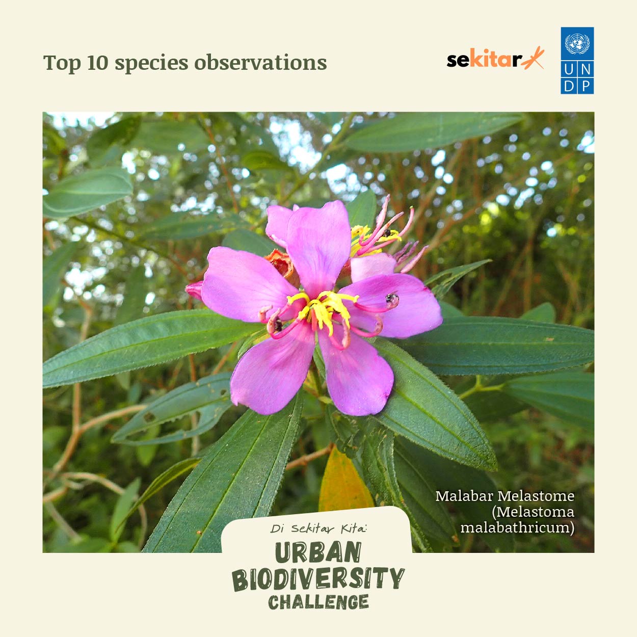 Urban Biodiversity Challenge | Sekitar Kita