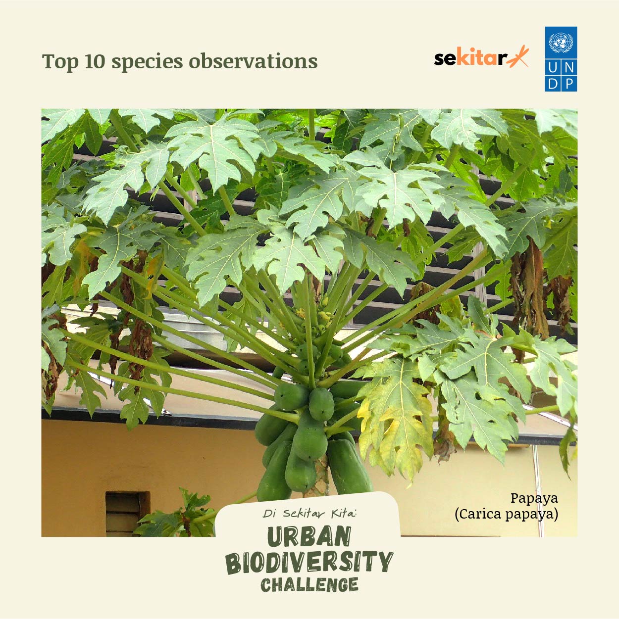 Urban Biodiversity Challenge | Sekitar Kita